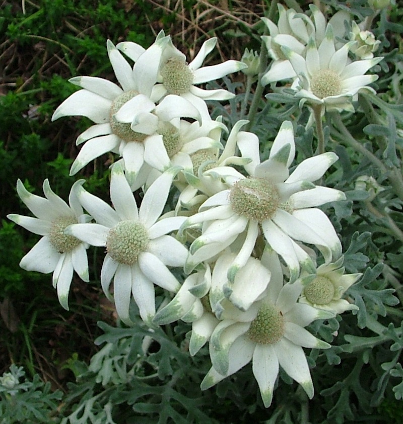 flannel-flower – NEW ENGLAND GARDEN FESTIVAL