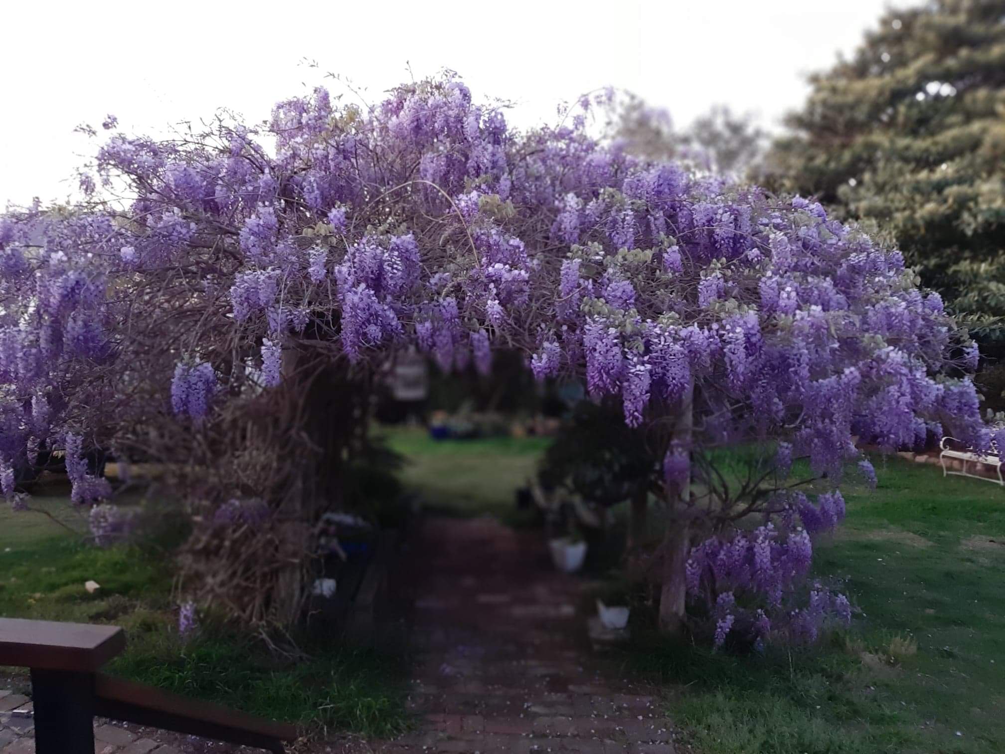 Spring Garden Trail – Tenterfield Gardens – NEW ENGLAND GARDEN FESTIVAL
